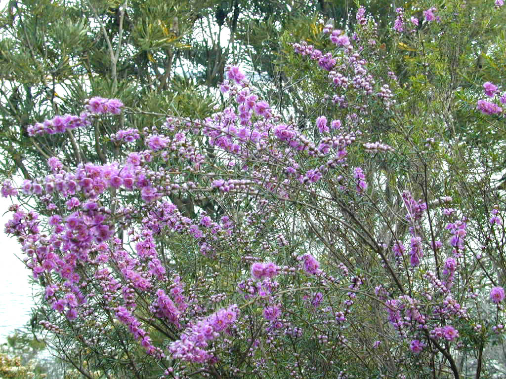 Fetherflower