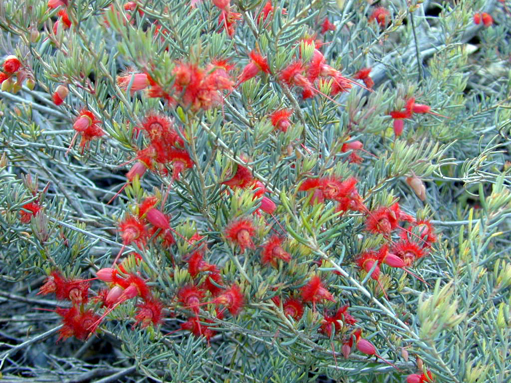 Fetherflower